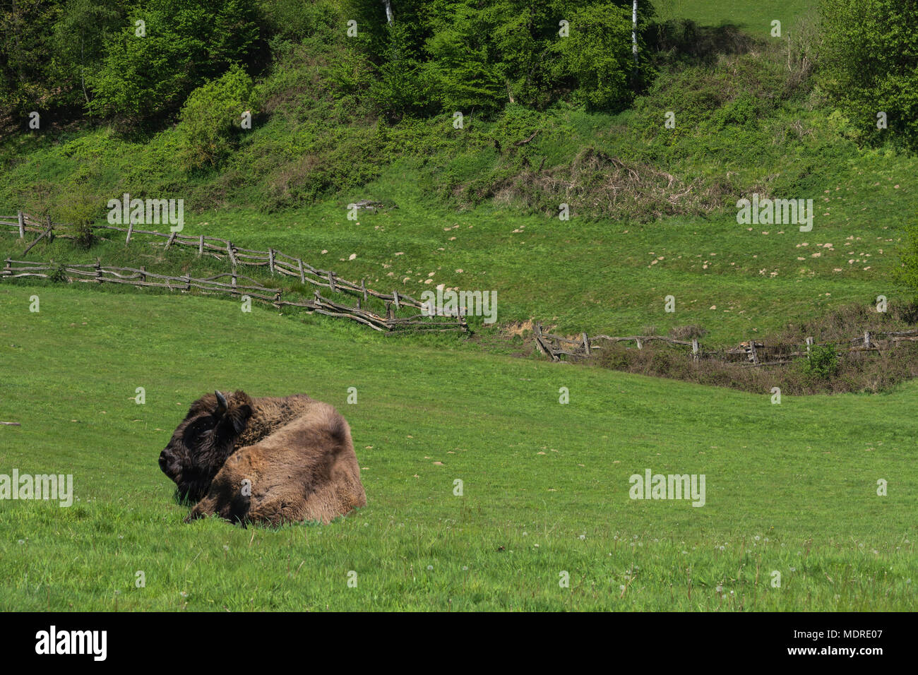 Bison gehege -Fotos und -Bildmaterial in hoher Auflösung – Alamy