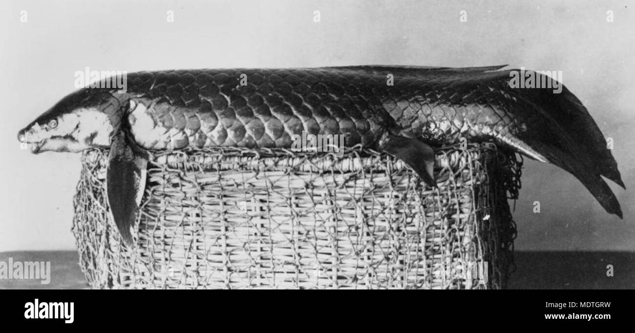 Australischer lungenfisch -Fotos und -Bildmaterial in hoher Auflösung ...