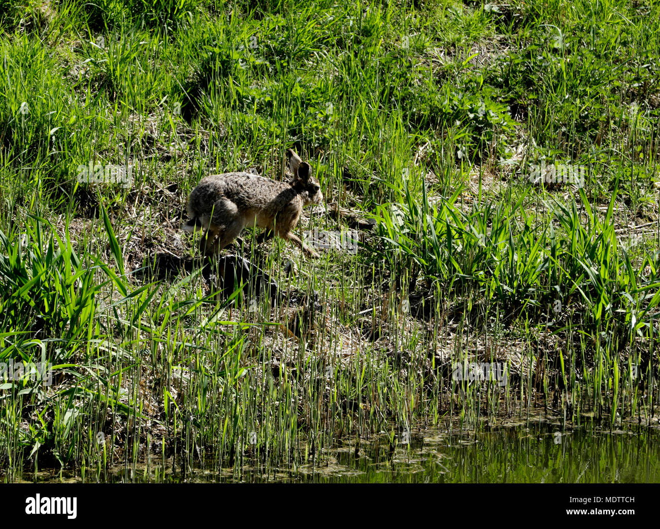 Springender Hase Stockfotos und -bilder Kaufen - Alamy