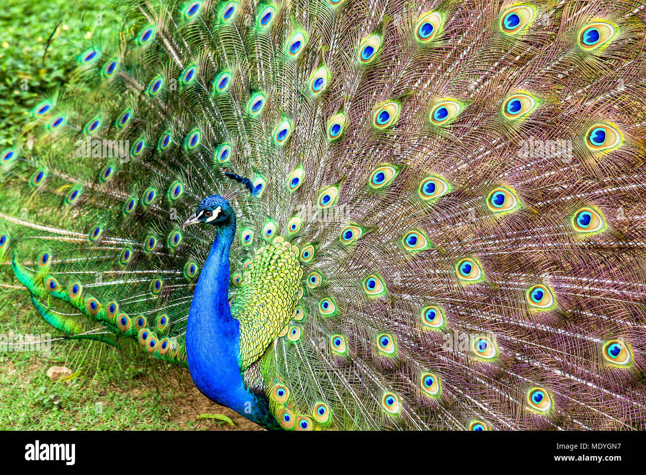 Die schöne Muster der Pfauenfeder Stockfotografie - Alamy