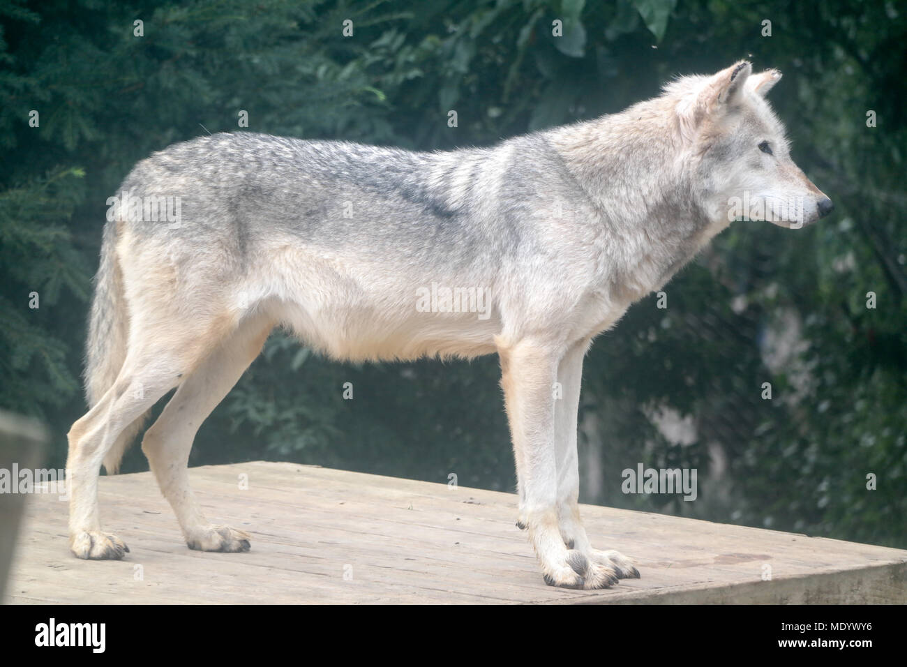 Uk wolfserhaltung -Fotos und -Bildmaterial in hoher Auflösung – Alamy