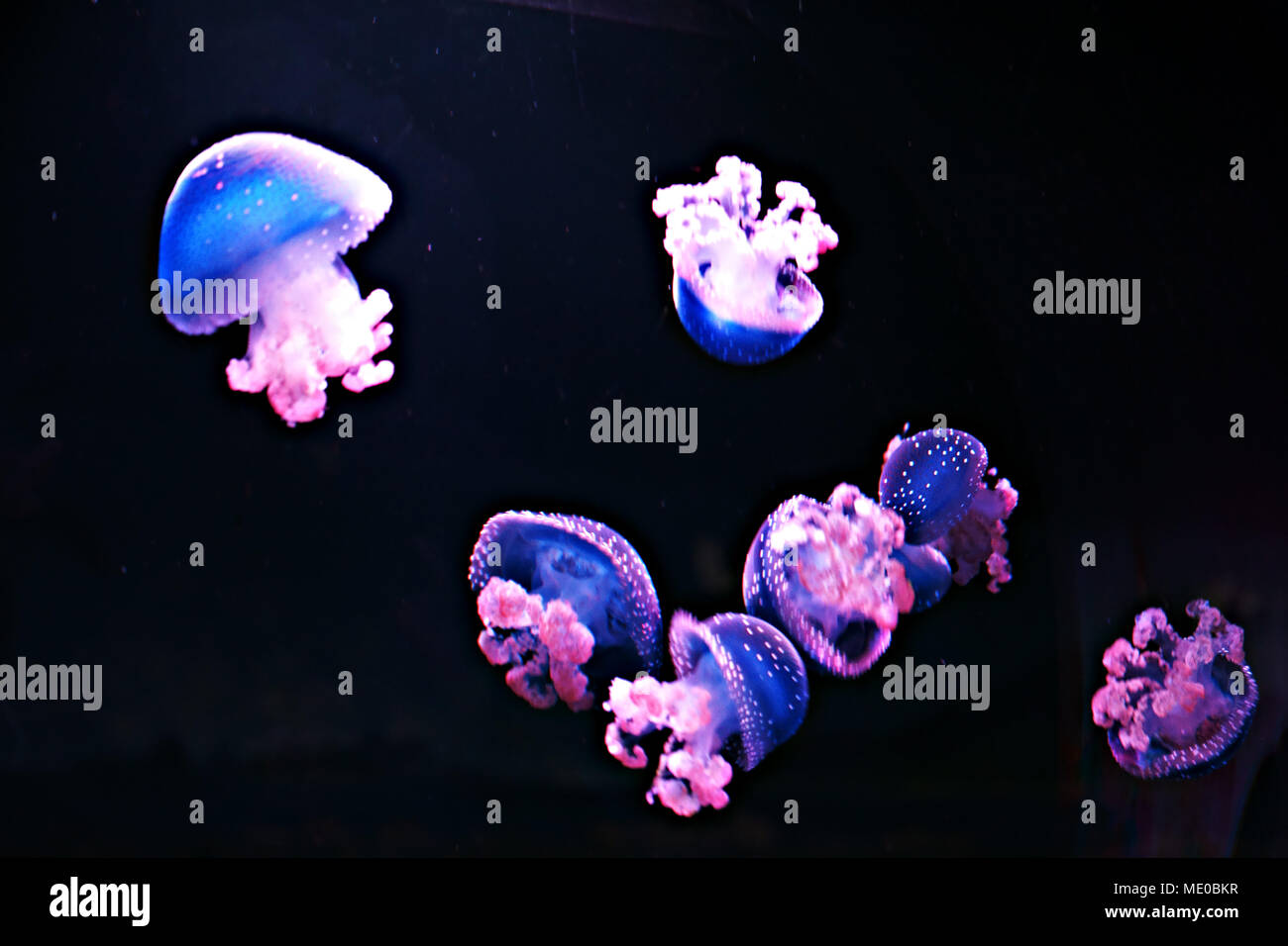 Rote Qualle Stockfotos und -bilder Kaufen - Alamy