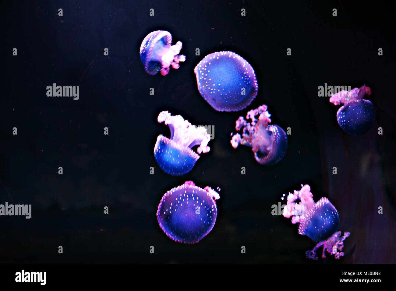 Rote Qualle Stockfotos und -bilder Kaufen - Alamy