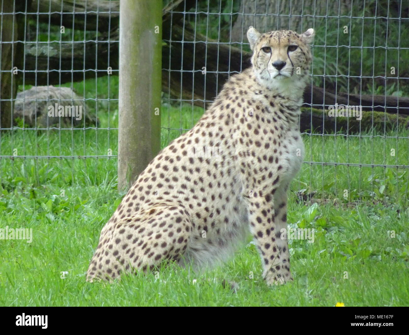 Gepard und fotograf -Fotos und -Bildmaterial in hoher Auflösung – Alamy