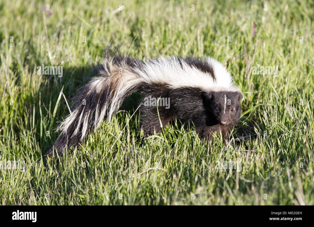 Skunk animal tail -Fotos und -Bildmaterial in hoher Auflösung – Alamy