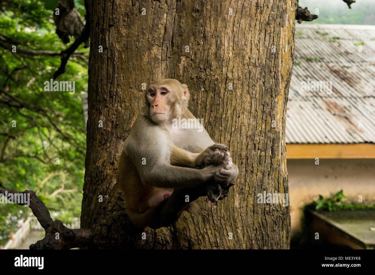 Rabies monkey -Fotos und -Bildmaterial in hoher Auflösung – Alamy