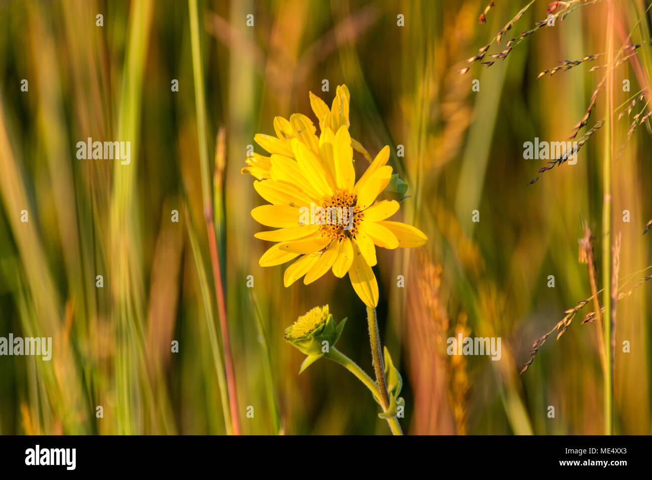 Gelbe wildblume in einem garten -Fotos und -Bildmaterial in hoher ...