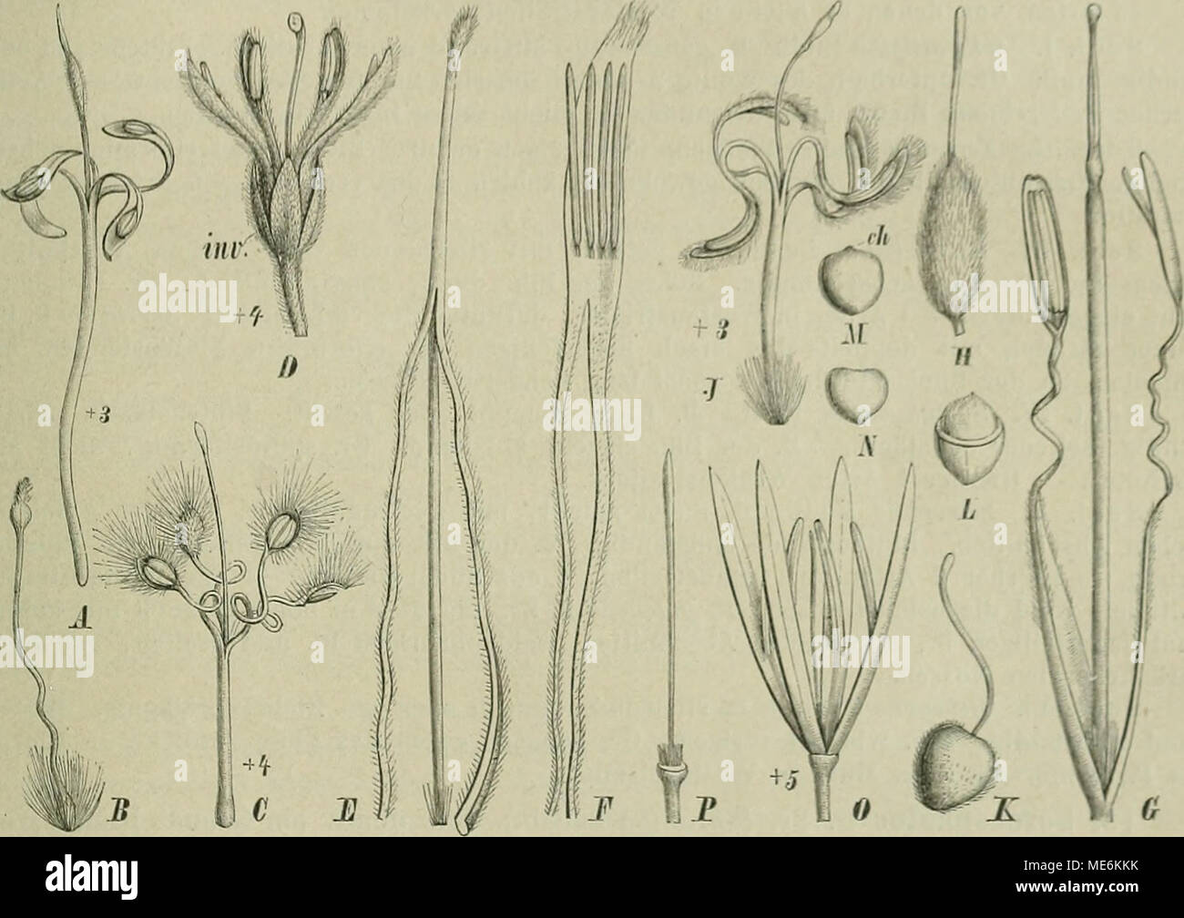 H formosus -Fotos und -Bildmaterial in hoher Auflösung – Alamy