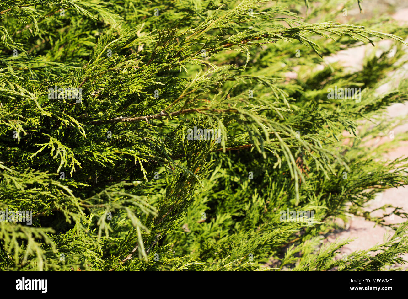 Thuja Hecke Stockfotos & Thuja Hecke Bilder - Alamy