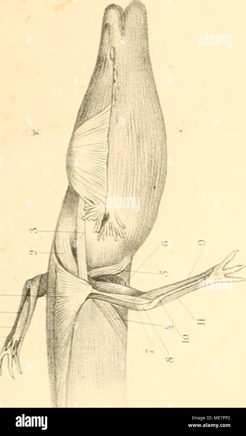 . Die Muskeln der vorderen Extremitäten der Reptilien und Vögel: mit ...