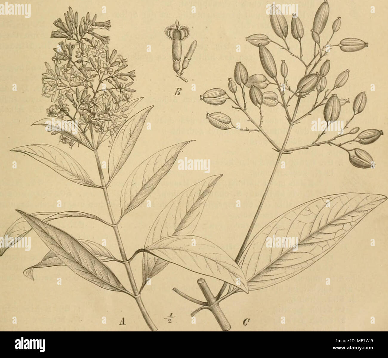 Cinchona ledgeriana -Fotos und -Bildmaterial in hoher Auflösung – Alamy