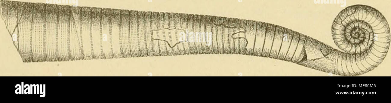 . Leitfossilien Sterben: ein Handbuch für den Unterricht und für das ...