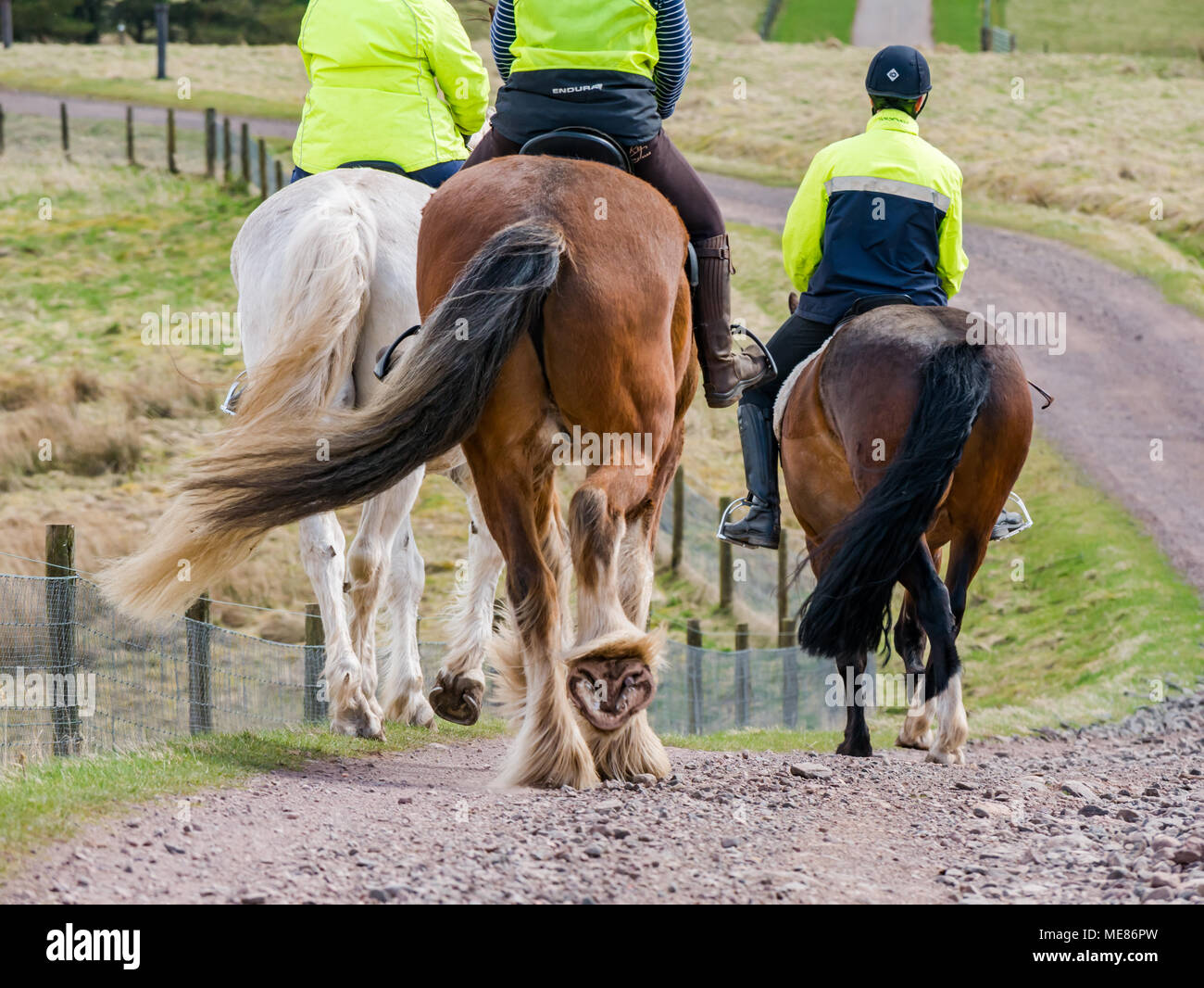 Reiterinnen auf pferde -Fotos und -Bildmaterial in hoher Auflösung – Alamy