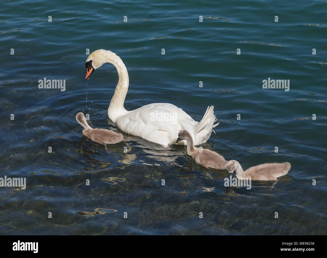 Ein weißer Schwan mit drei Cygnets. Das Bild war im Sommer an der Aare ...