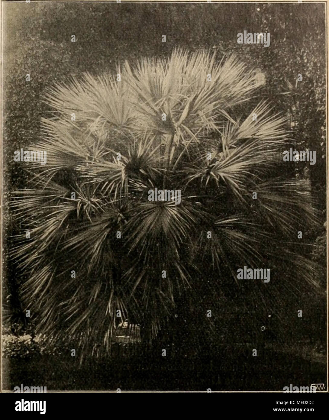 . Gartenwelt sterben. Phoenix canariensis im Park der Villa Rosazza zu ...