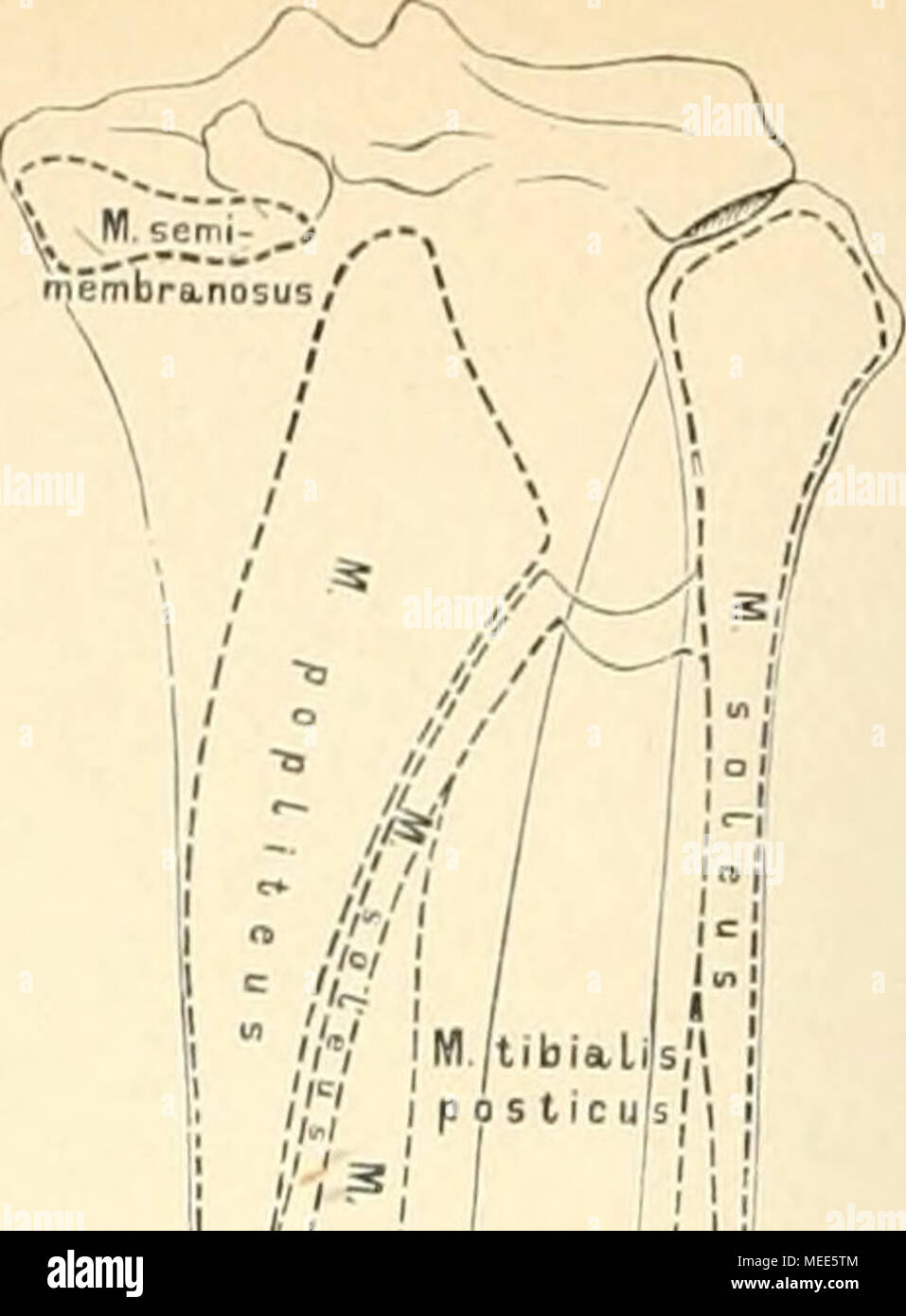 . Die beschreibenden und topographische Anatomie des Menschen. 220. Das ...