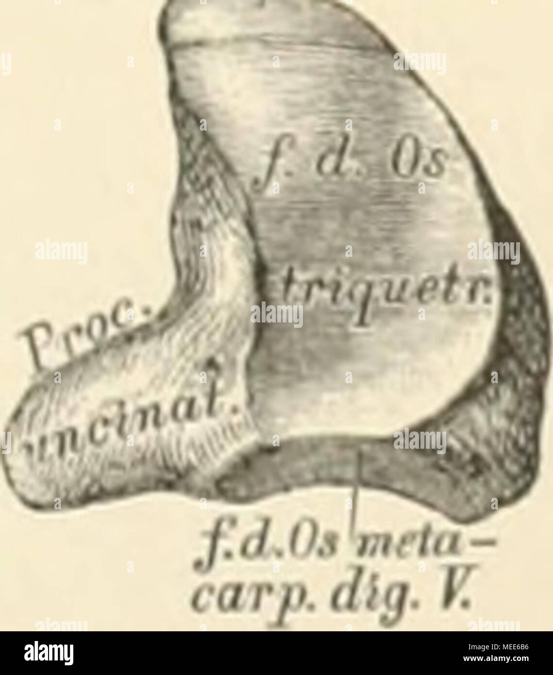 . Die beschreibenden und topographische Anatomie des Menschen. lliT ...
