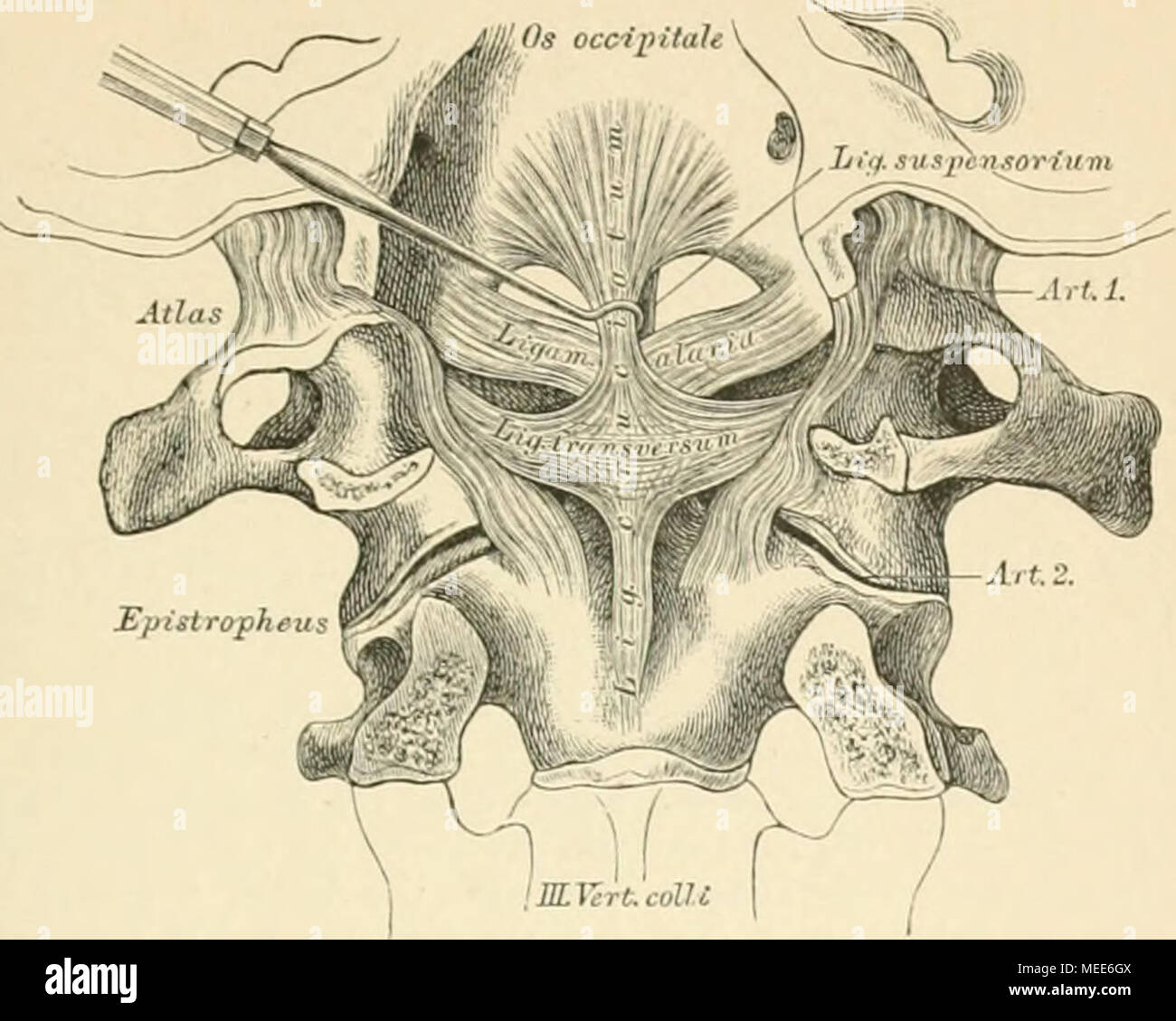 . Die beschreibenden und topographische Anatomie des Menschen. 98. Die ...