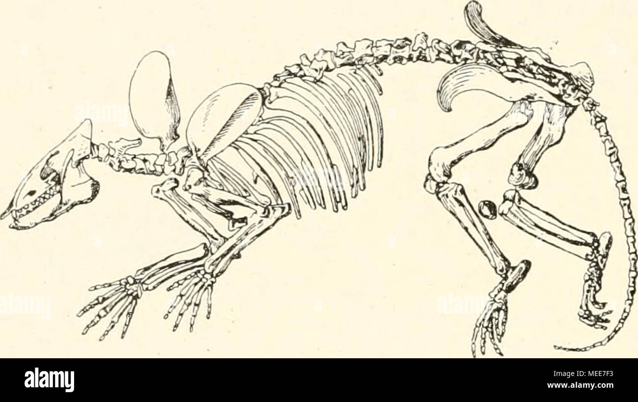Phenacodus primaevus -Fotos und -Bildmaterial in hoher Auflösung – Alamy