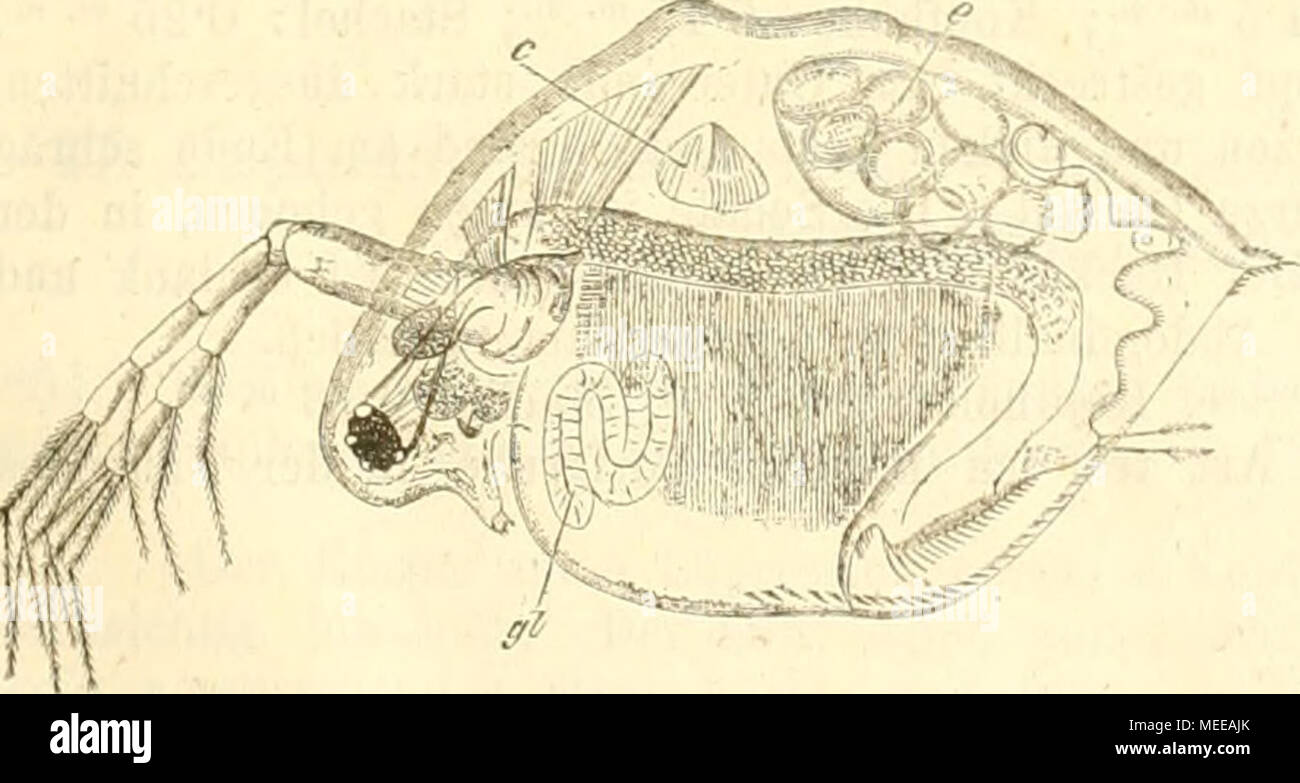 Daphnien sp -Fotos und -Bildmaterial in hoher Auflösung – Alamy