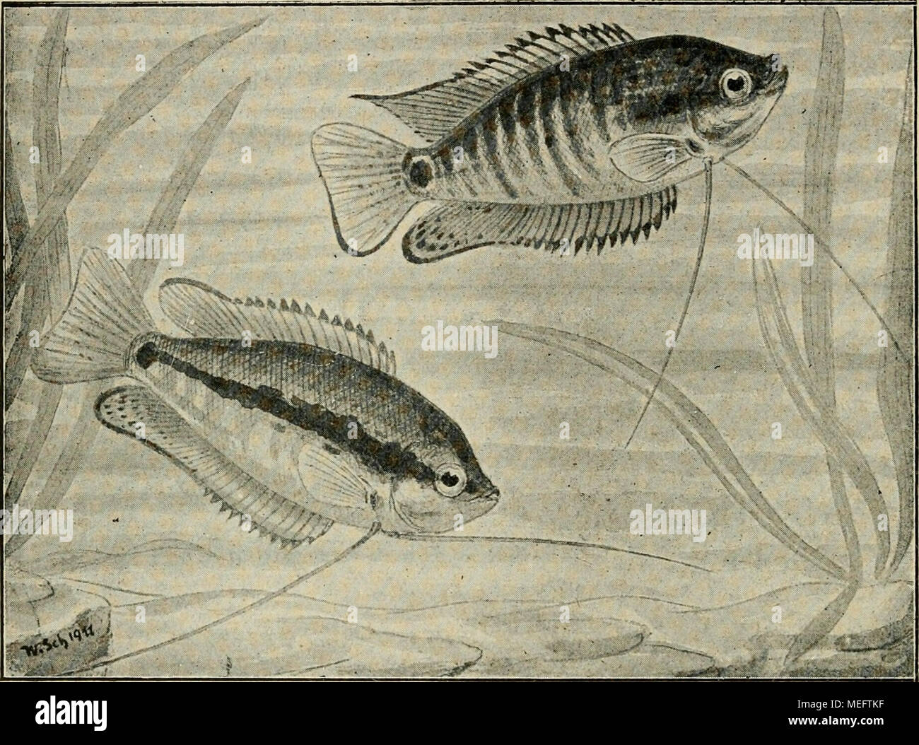 . Die exotischen Kiez?! in Wort und Bild. Trichogaster labiosus Tag ...