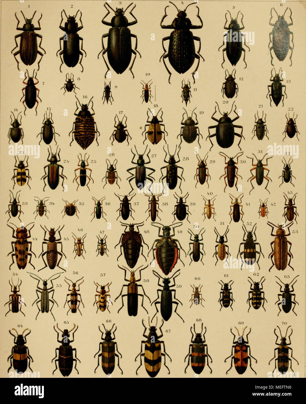 . Exotischen Käfer in Wort und Bild. 1. Odontopus obsoletus. 2 ...