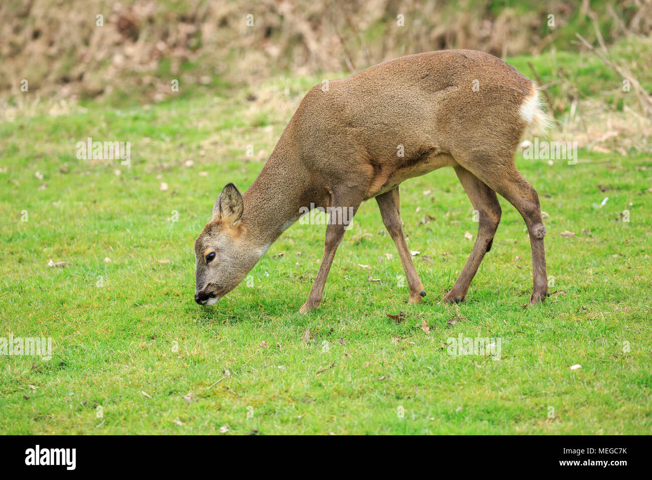 Die Europäische Reh, auch als die westlichen Rehe, chevreuil, oder ...