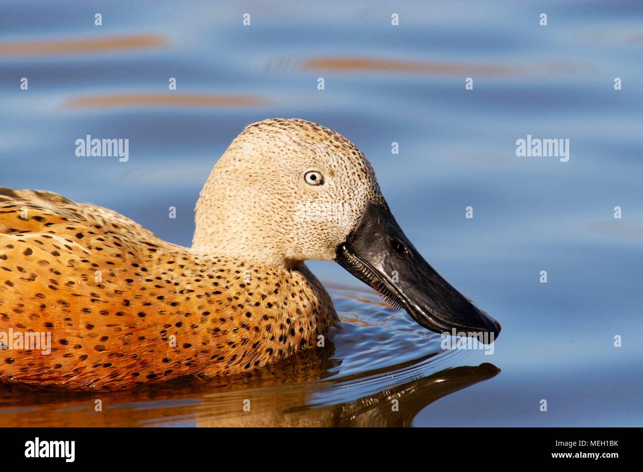 Anas platalea -Fotos und -Bildmaterial in hoher Auflösung – Alamy