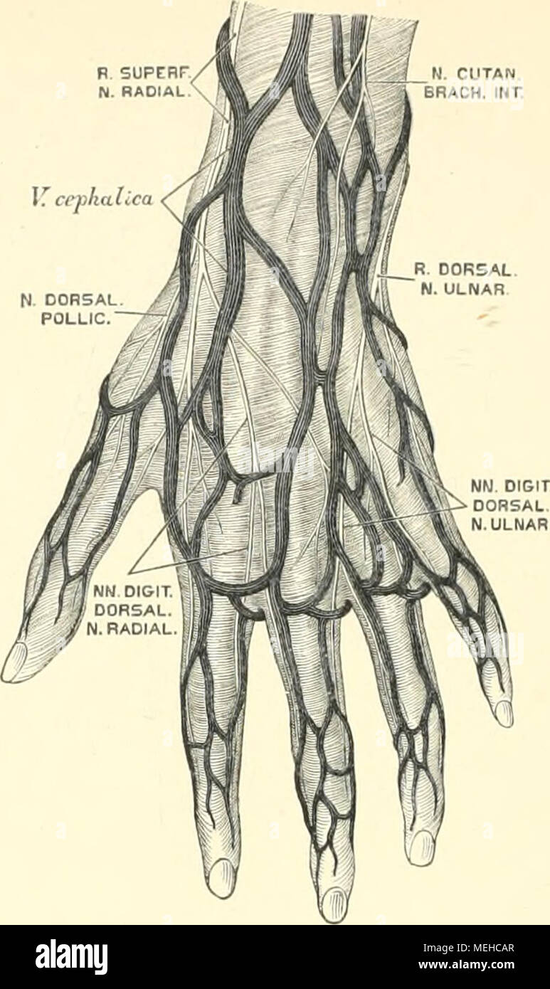 . Die beschreibenden und topographische Anatomie des Menschen. 596 ...