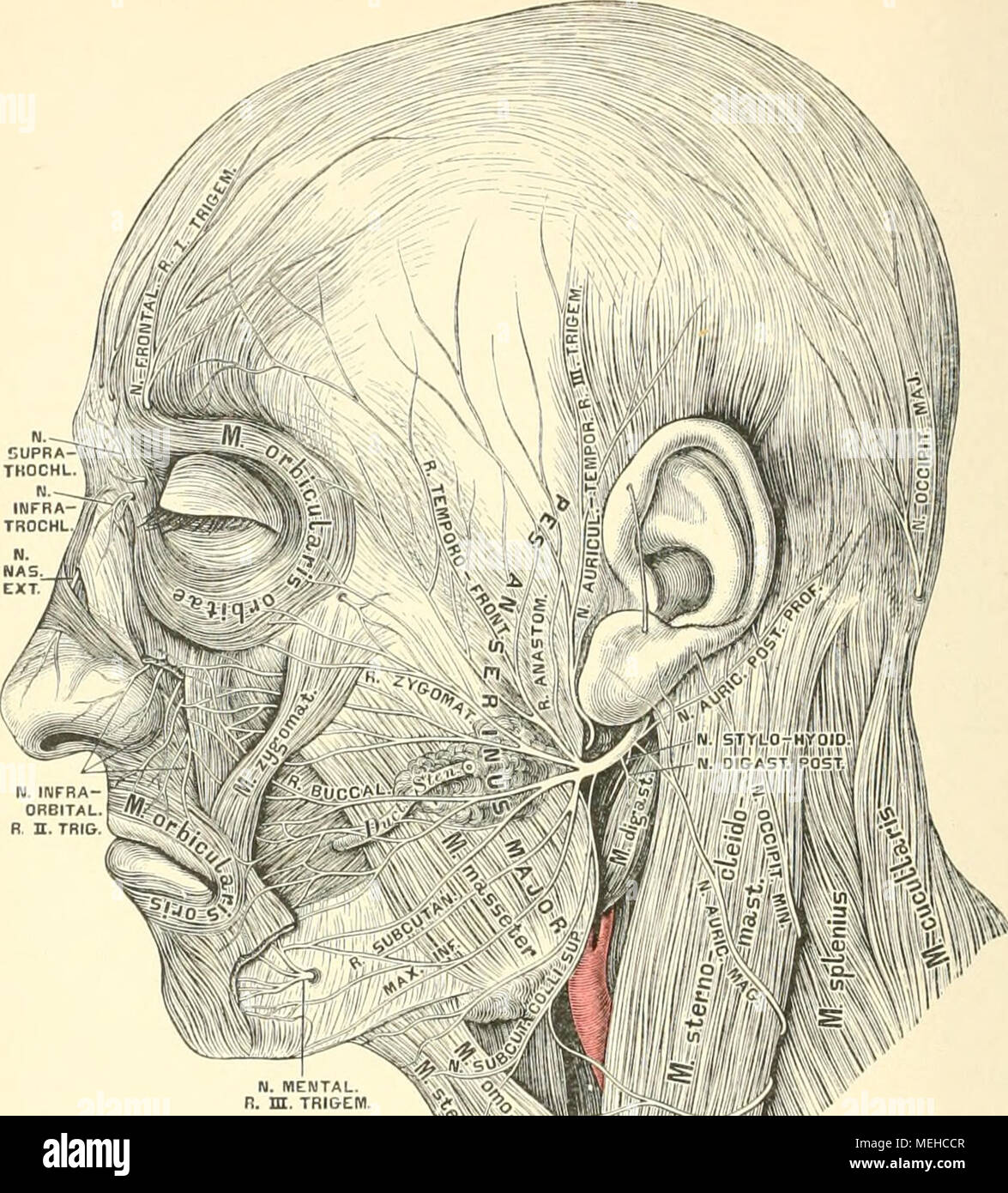 . Die beschreibenden und topographische Anatomie des Menschen. 578. Der ...