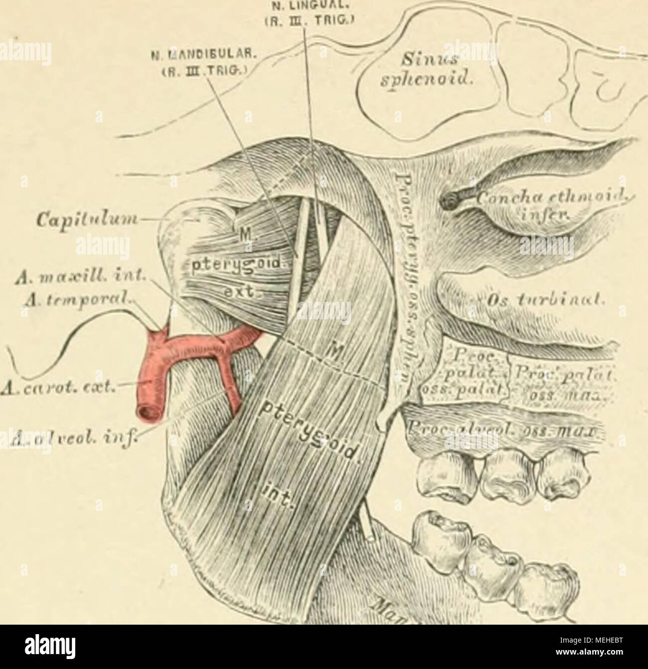 M masseter -Fotos und -Bildmaterial in hoher Auflösung – Alamy