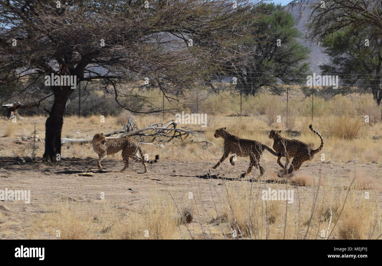 Gepard in namibia -Fotos und -Bildmaterial in hoher Auflösung – Alamy