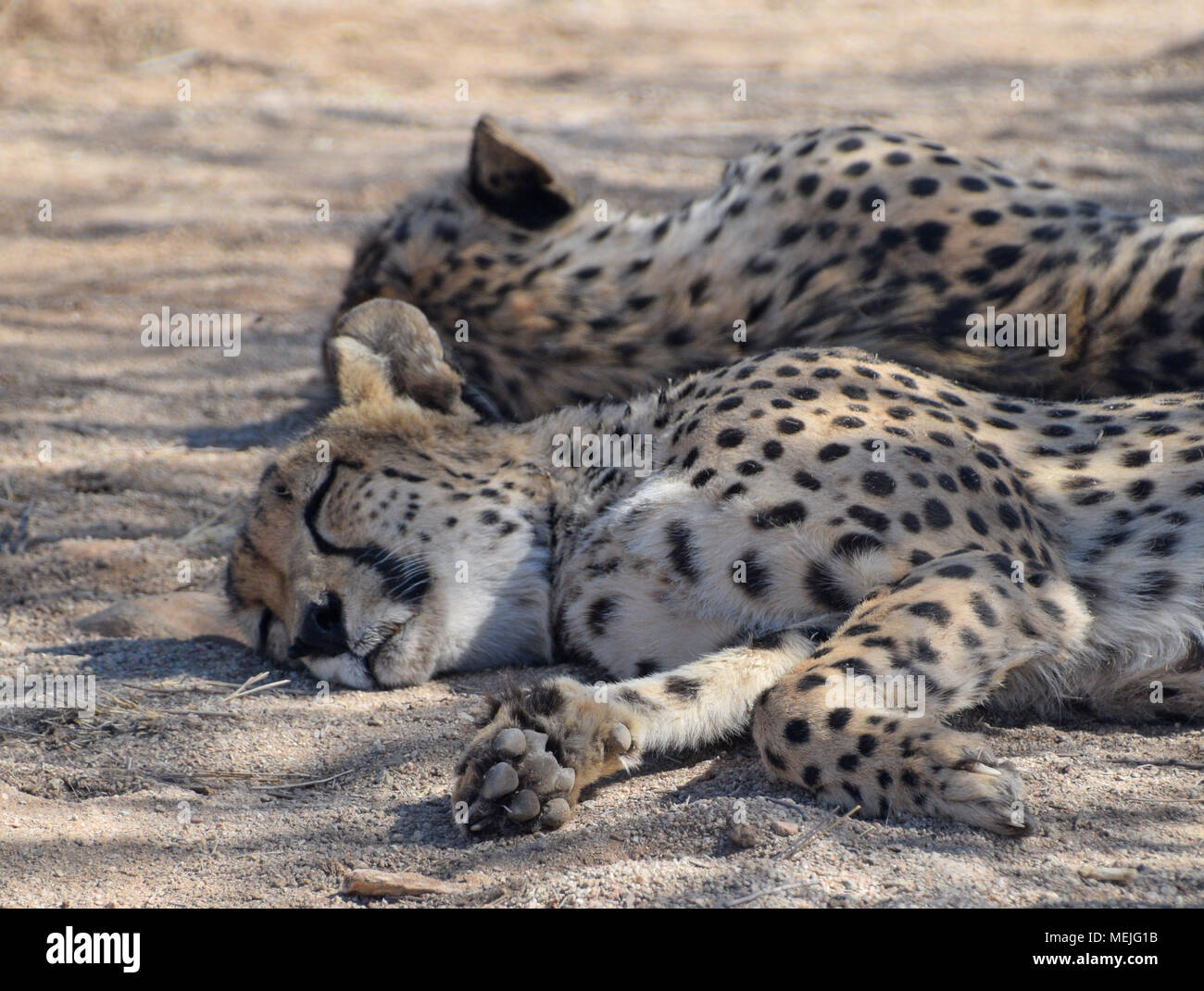 Gepard in namibia -Fotos und -Bildmaterial in hoher Auflösung – Alamy