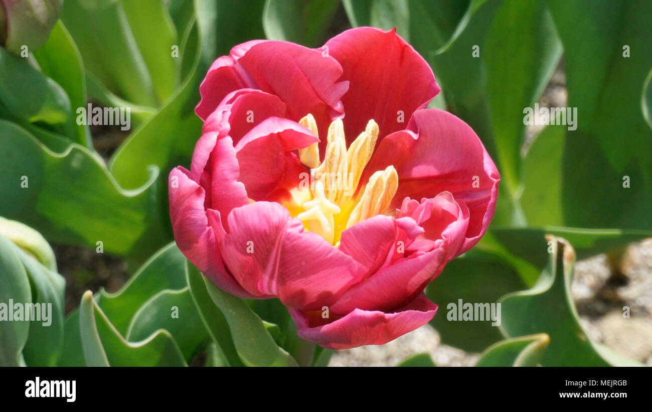 Tulipa margarita -Fotos und -Bildmaterial in hoher Auflösung – Alamy