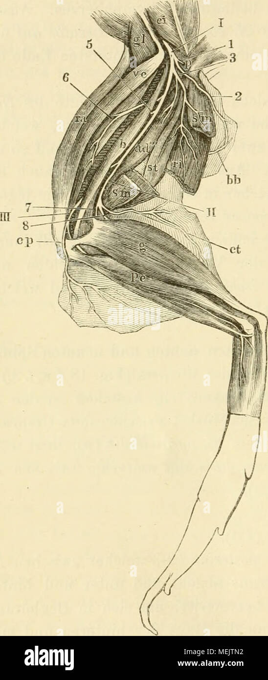 . Die Anatomie des Frosches. Ein Handbuch für physiologen, Ã¤rzte und ...