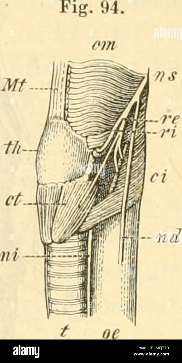 . Die Anatomie des Kaninschens in topographischer und operativer ...