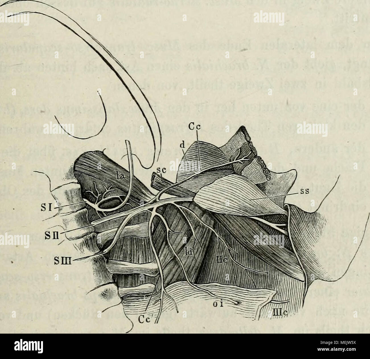 Sternocleido mastoideus -Fotos und -Bildmaterial in hoher Auflösung – Alamy