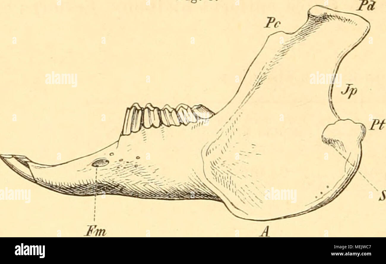 Foramen mentale -Fotos und -Bildmaterial in hoher Auflösung – Alamy