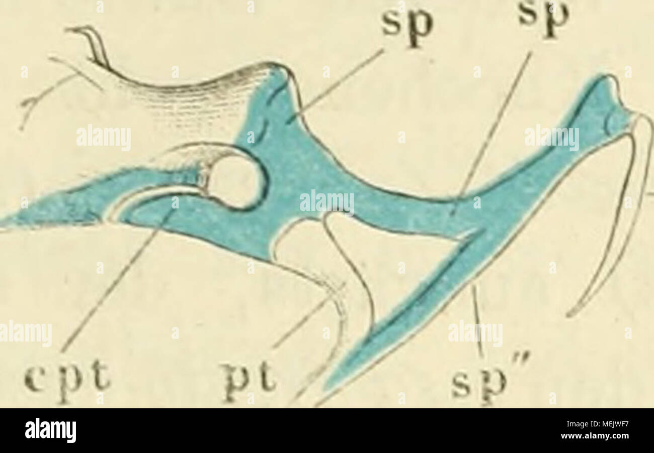 Os palatinum -Fotos und -Bildmaterial in hoher Auflösung – Alamy