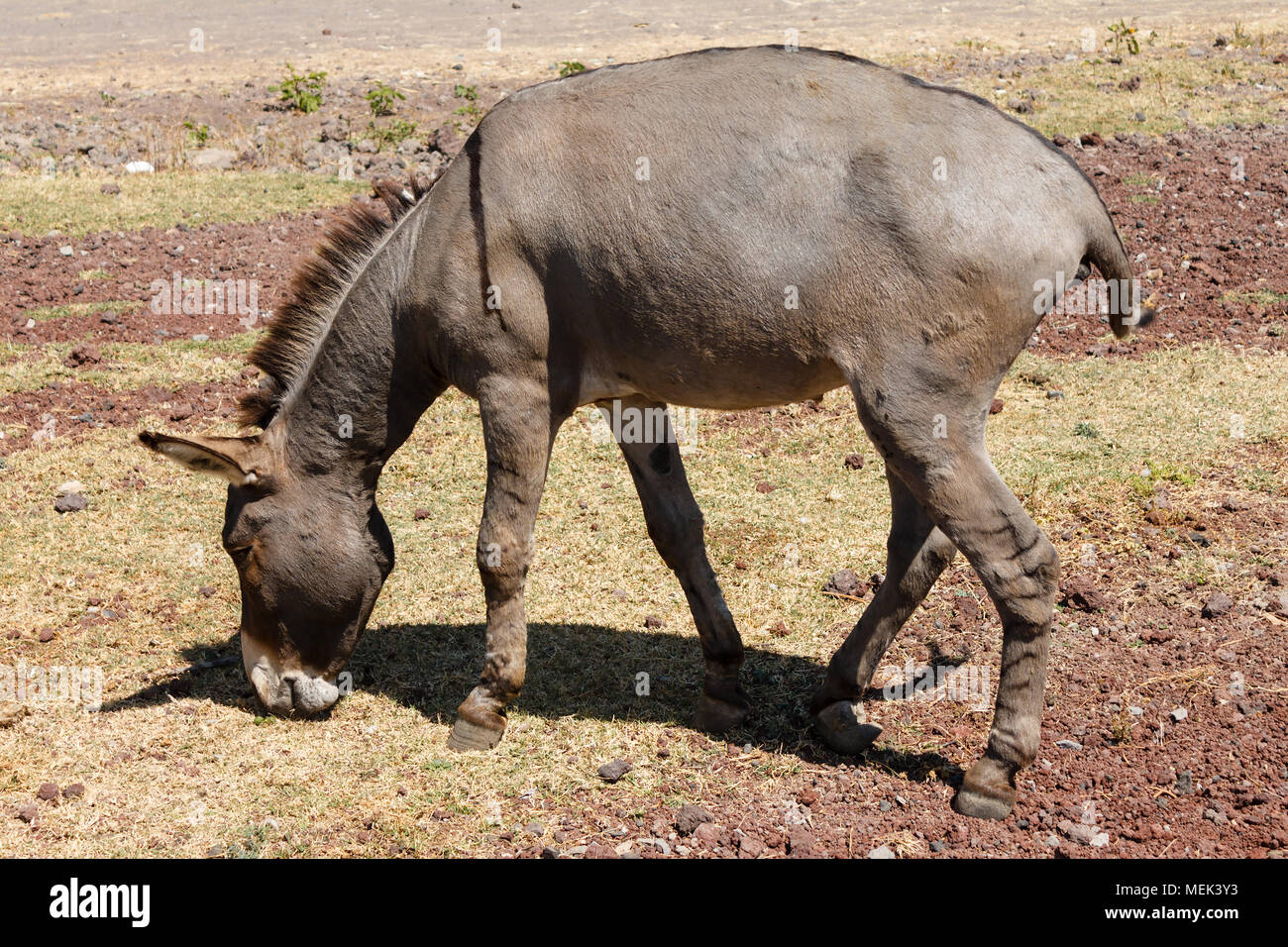 Donkey in field -Fotos und -Bildmaterial in hoher Auflösung – Alamy