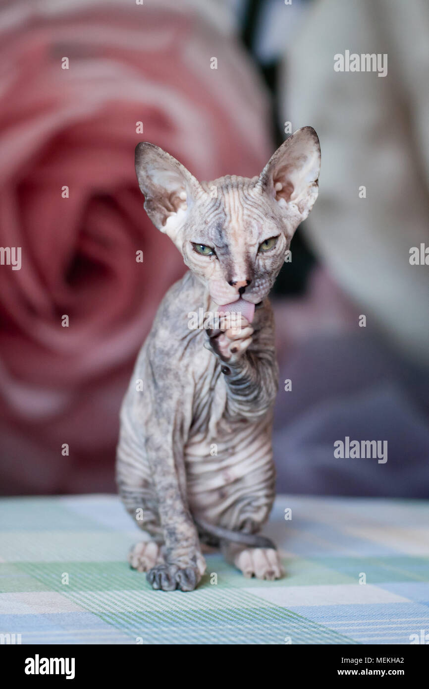 Sphynx hauskatze -Fotos und -Bildmaterial in hoher Auflösung – Alamy