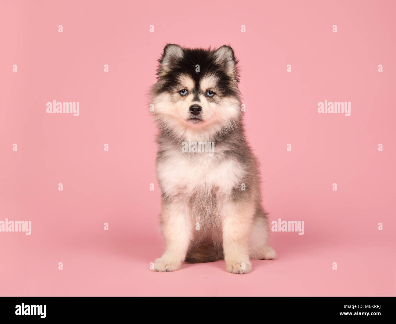 Pomsky hund -Fotos und -Bildmaterial in hoher Auflösung – Alamy