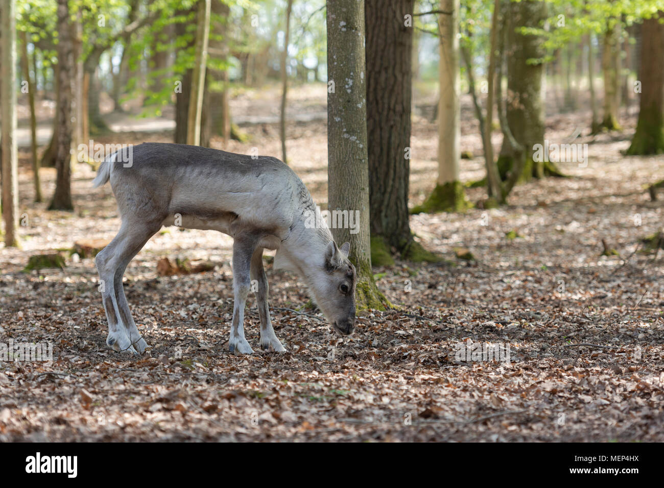 Rentier nahaufnahme -Fotos und -Bildmaterial in hoher Auflösung - Seite ...
