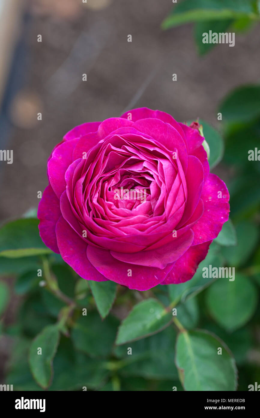 Rosa heidi klum rose -Fotos und -Bildmaterial in hoher Auflösung – Alamy