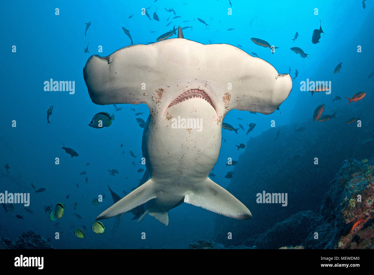 Hai hammerhai Stockfotos und -bilder Kaufen - Alamy