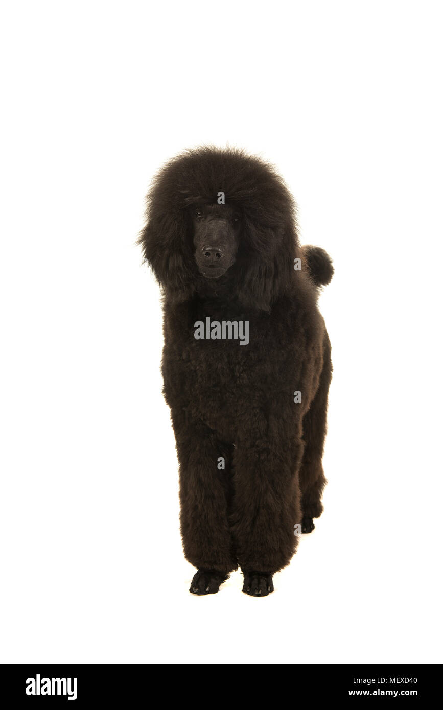 King Poodle Stockfotos und -bilder Kaufen - Alamy