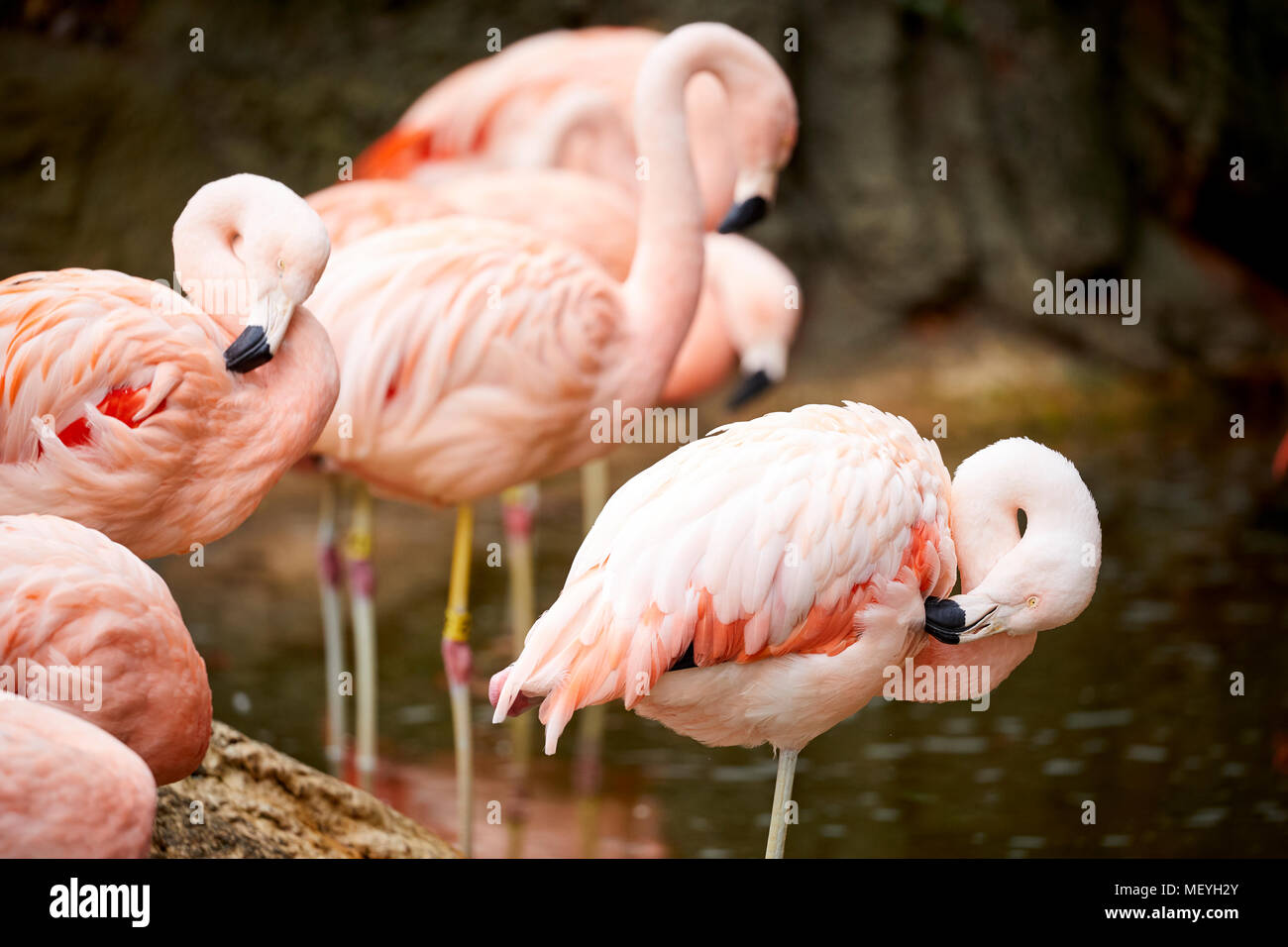 Flamingo s im wasser -Fotos und -Bildmaterial in hoher Auflösung – Alamy