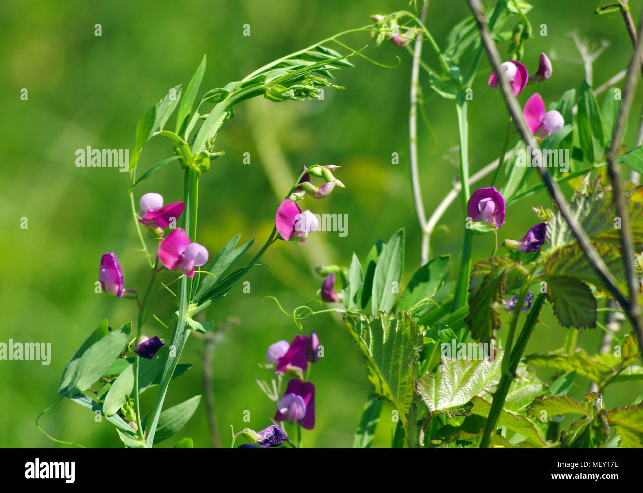 Wilde Erbse (pisum sativum) close-up Stockfotografie - Alamy