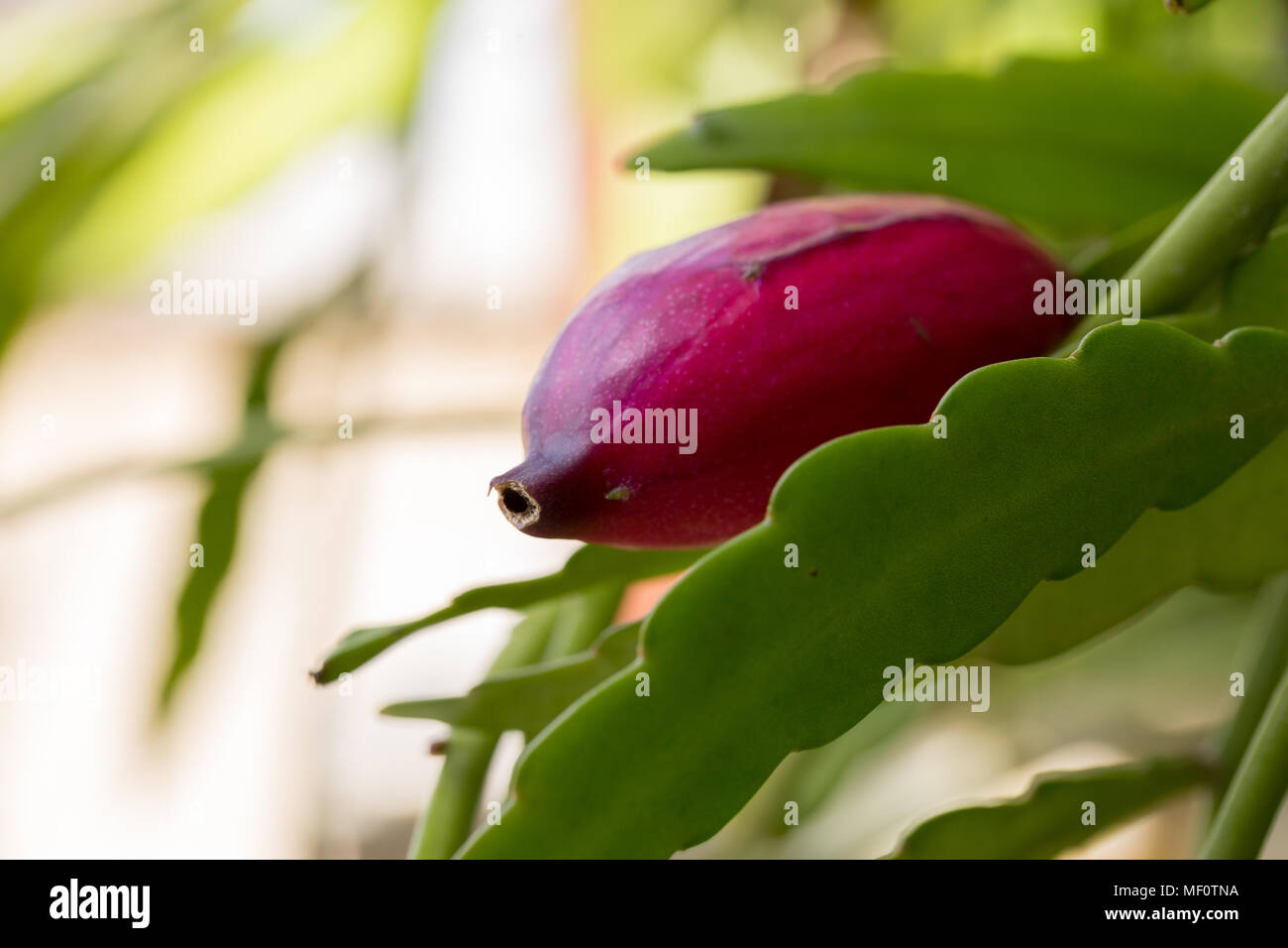 Epiphyllum oxipetalum -Fotos und -Bildmaterial in hoher Auflösung – Alamy