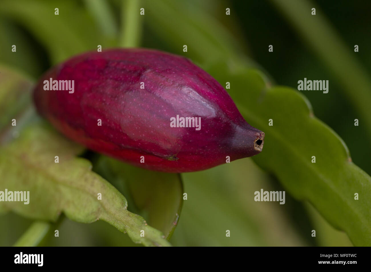Epiphyllum oxipetalum -Fotos und -Bildmaterial in hoher Auflösung – Alamy